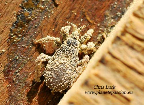 French wildlife and beekeeping: Assassin bug the Masked hunter ...