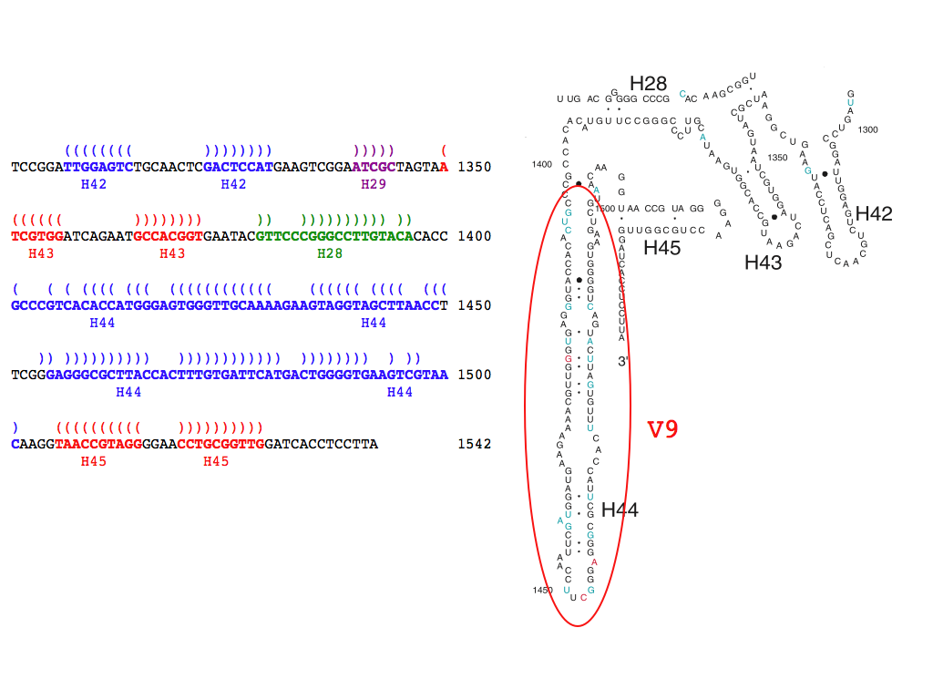 Python for Bioinformatics: Mapping 16S rRNA structure to sequence