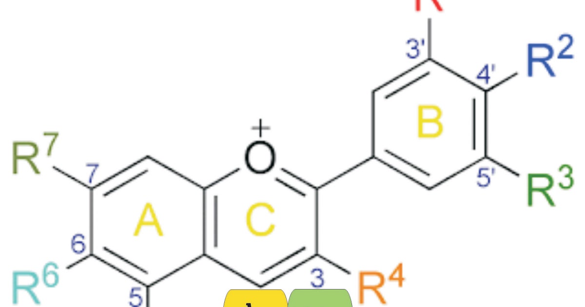 Practicum biology of plant anatomy and journals about Cells (crystals ...