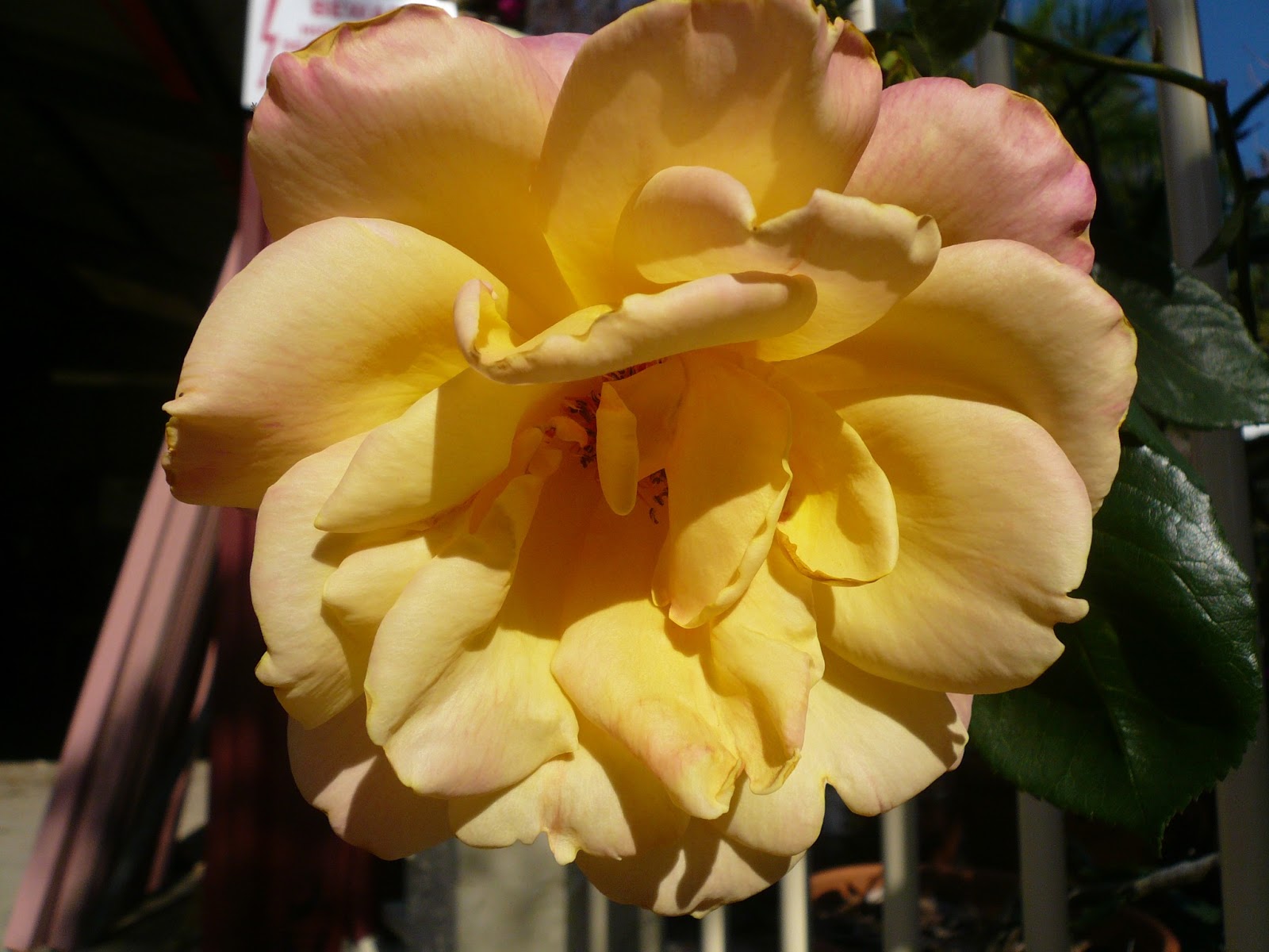 Lavender and Vanilla; Friends of the Gardens: April 2013