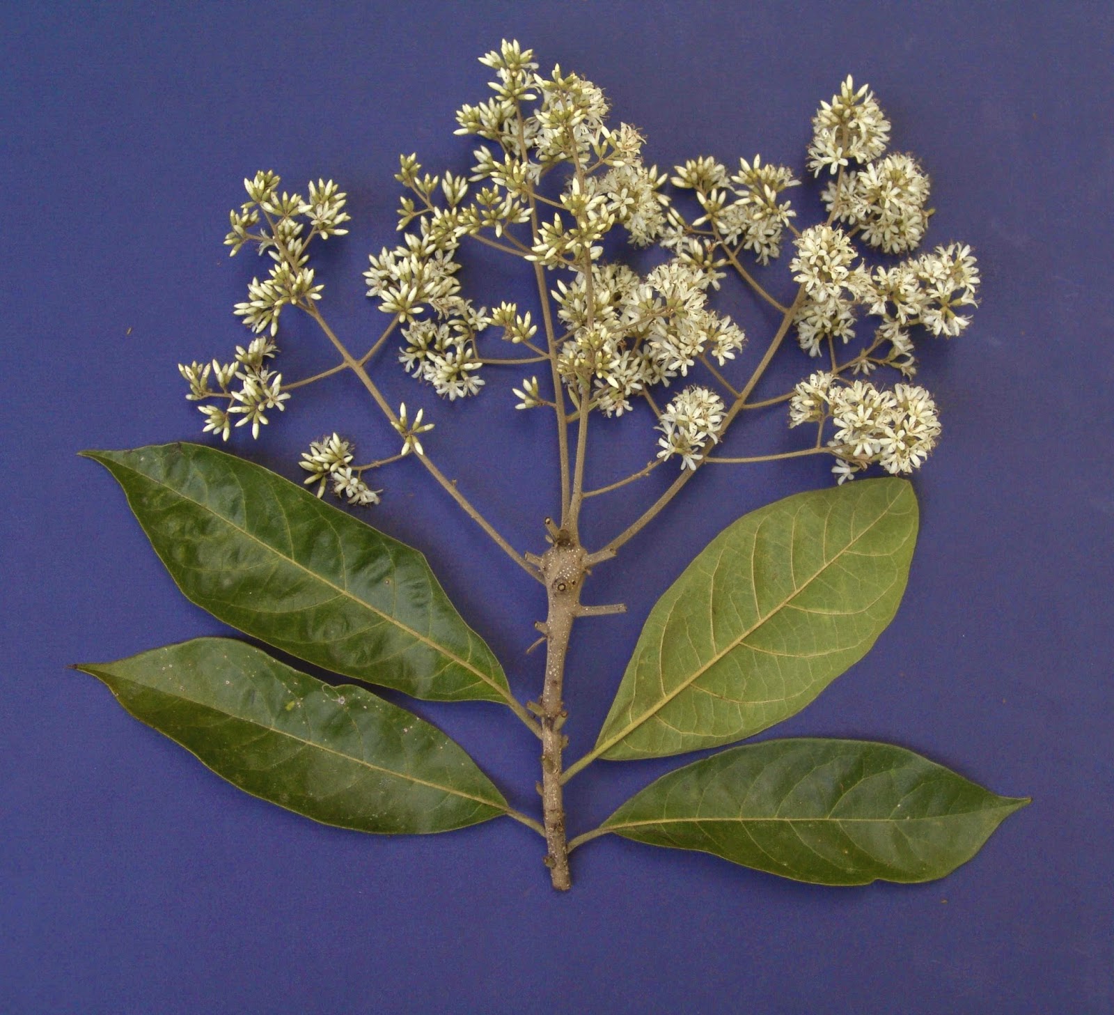 Alcaldia Municipio Junin - Coordinación de Ambiente: Pardillo Negro ...