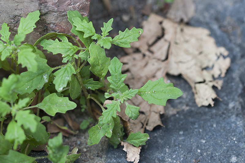 Lengyel Attila kutatói blogja: Alacsony libatop (Chenopodium pumilio)
