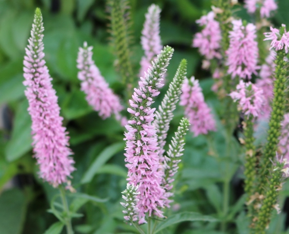 The Flower Bin: Plant Speedwell for Fall color