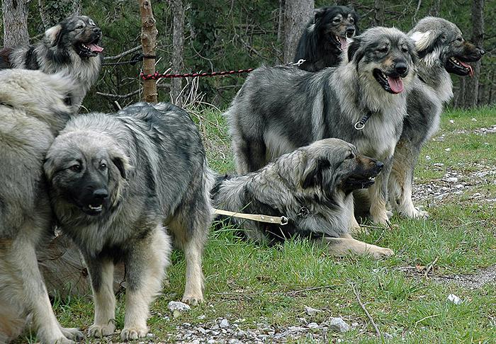 Cães & Cães: Kraski Ovcar - 02