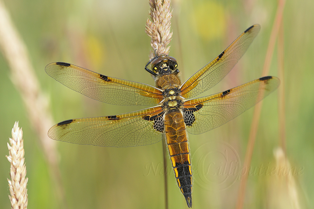 Photo Nature Lilliputienne (macrophotographies): Libellula ...