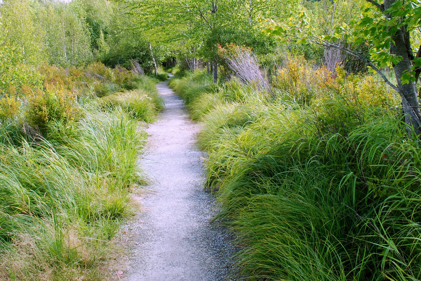 Field Notes and Photos: Acadia National Park: Jesup Path