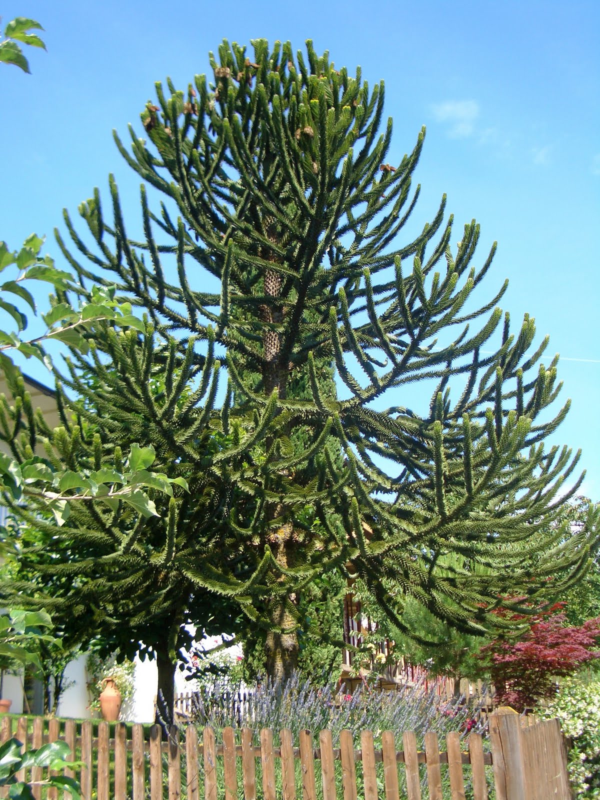 Sigima Paul in Pension: Jakobsweg Bozen - Meran - Vinschgau - Müstair