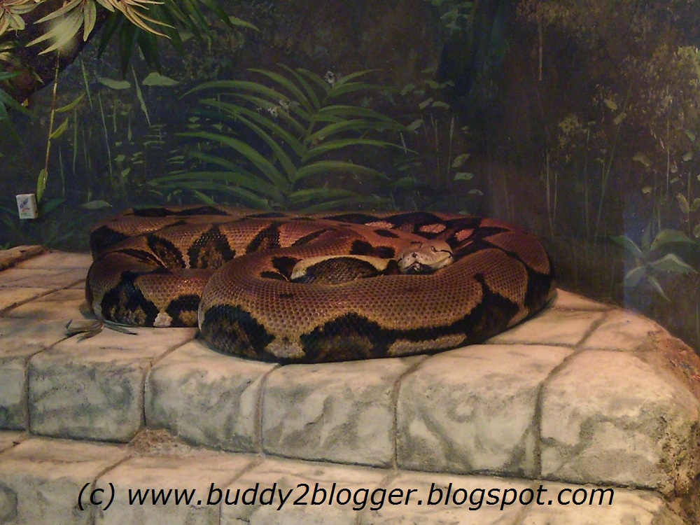 Reticulated Python | Buddy2Blogger
