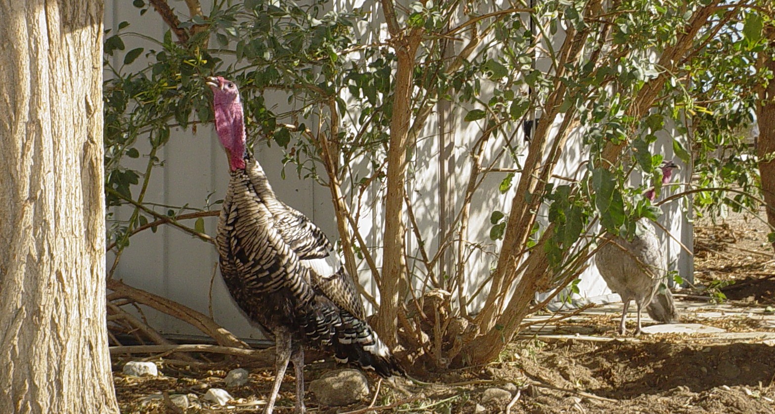 Heritage Turkeys And Breeding