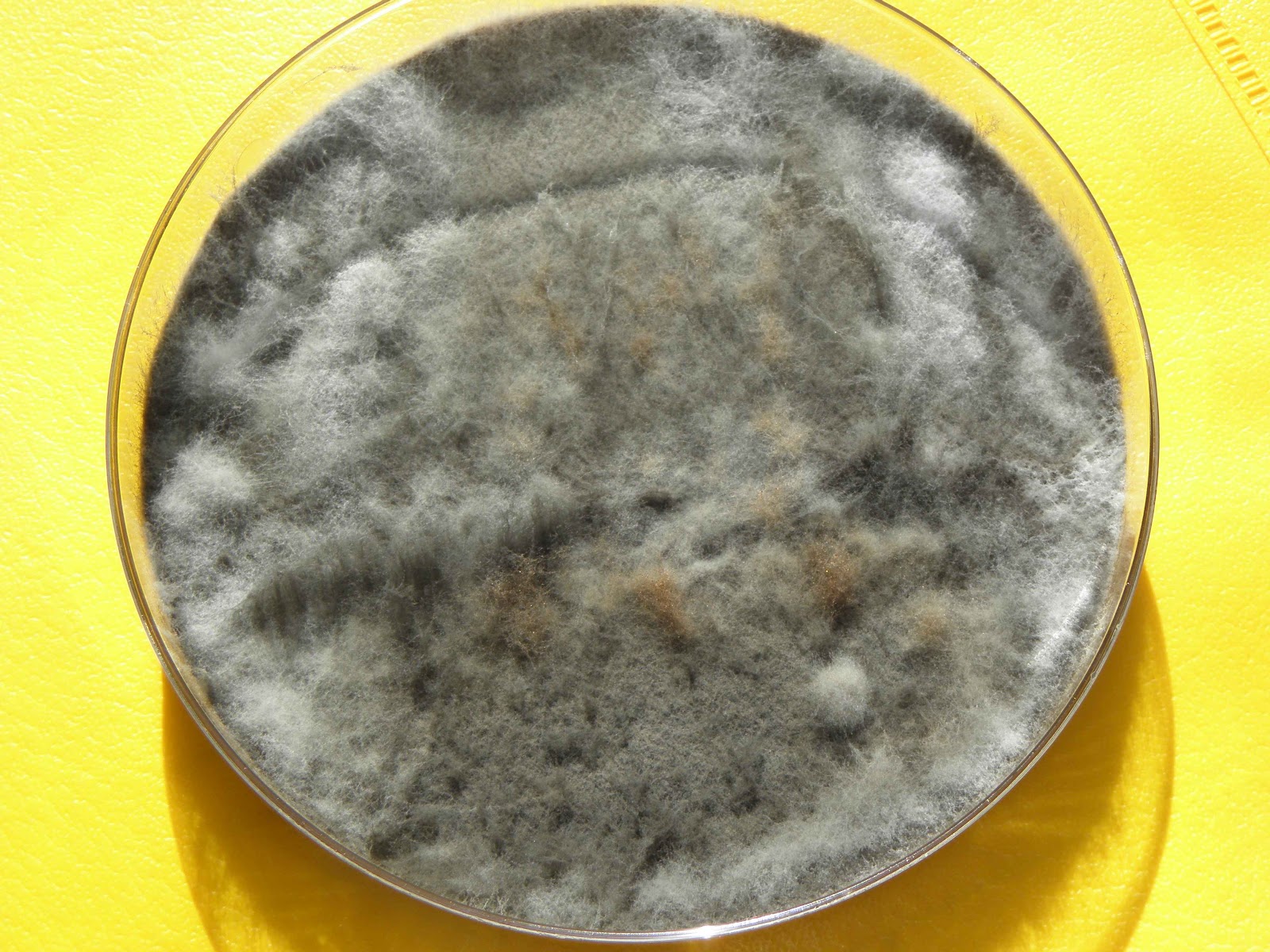 ATLAS MICOLOGIA: SCYTALIDIUM DIMIDIATUM (Neoscytalidium dimidiatum)