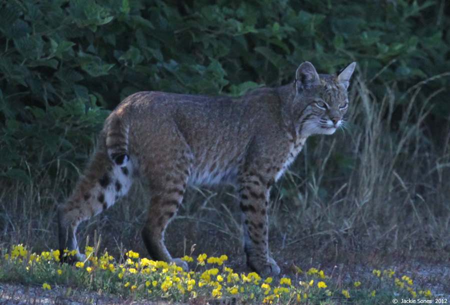 The Natural History of Bodega Head: Spots and stripes forever