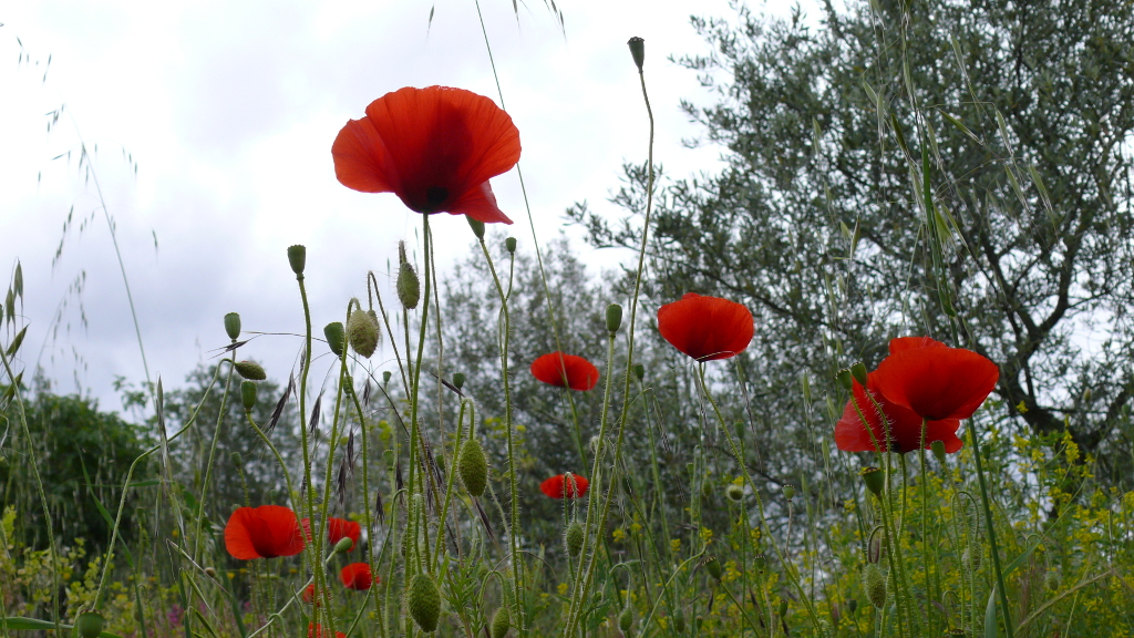 Flore & Botanique: Coquelicot