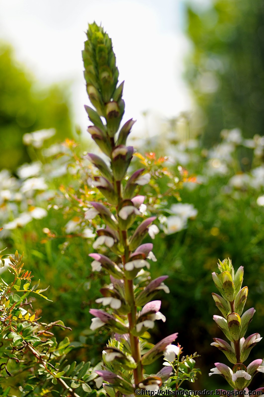 olhandemredor: Acanto (Acanthus mollis)