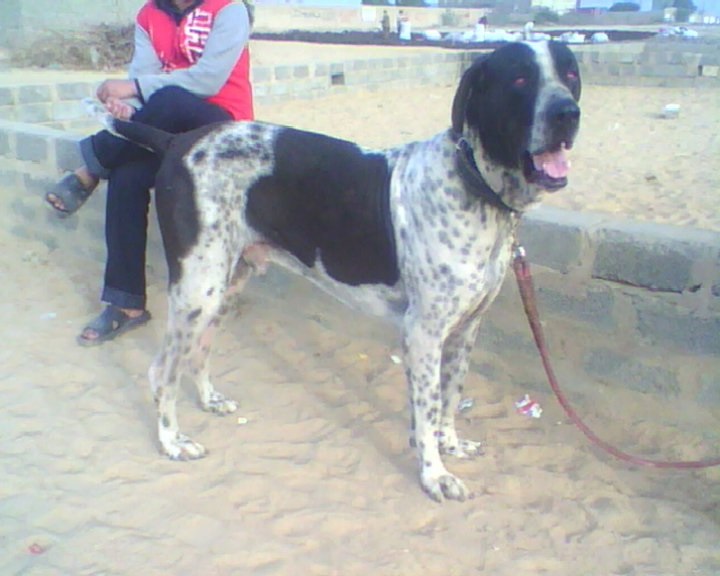 Pakistani Dog photos and Videos: Pakistani fighter Bully Dog