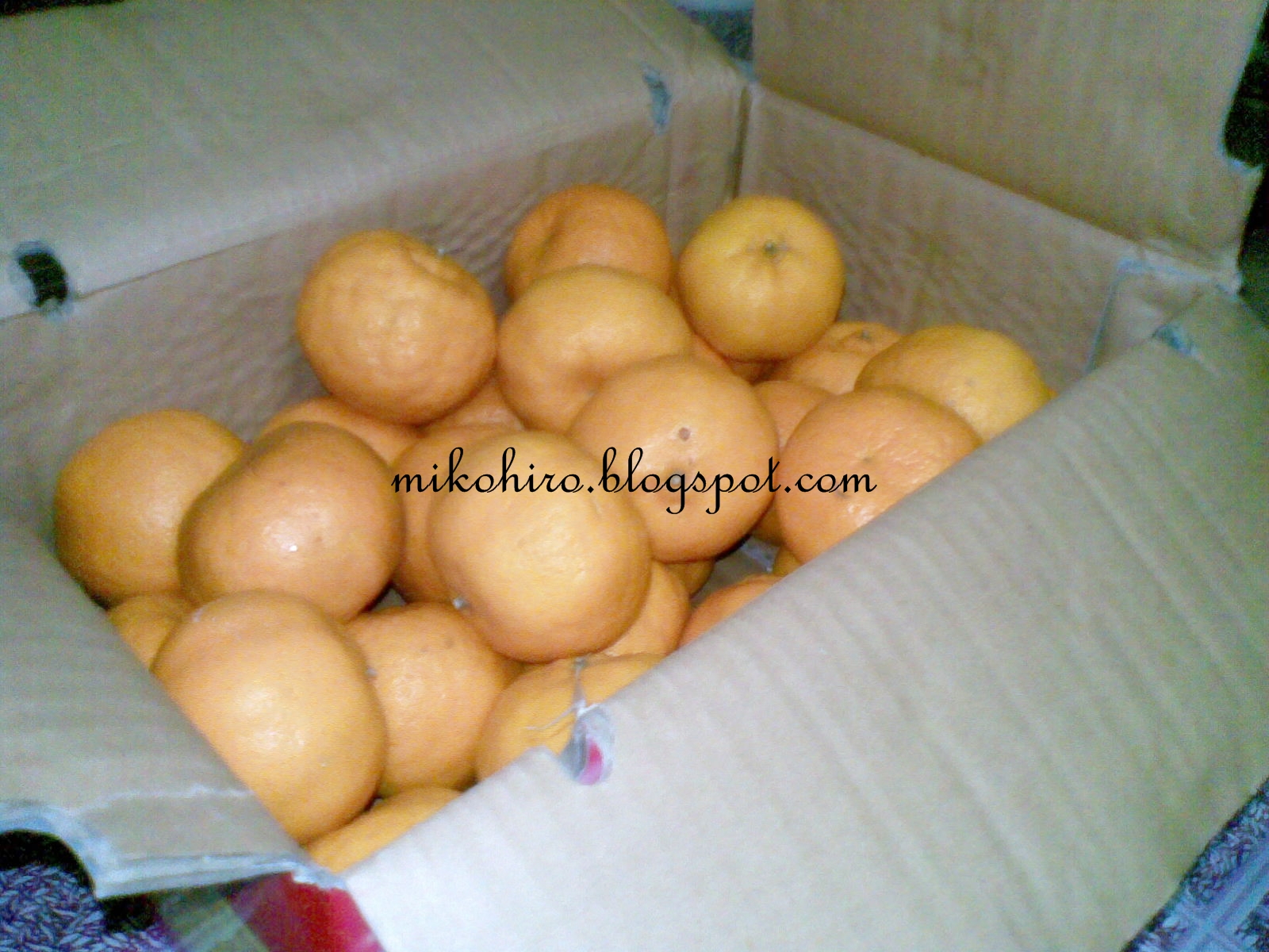 danau kasih: limau mandarin Tahun Baru cina from Honda HMSB