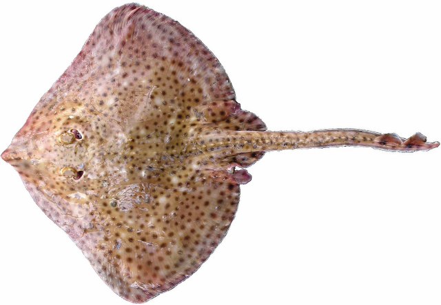 Artes de Pesca: VAMOS A PESCAR EL GENERO RAJA