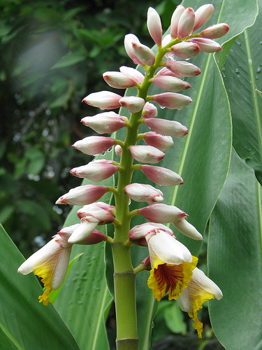 Riko Herbalist: Manfaat Alphinia Galanga (Lengkuas,Laos)