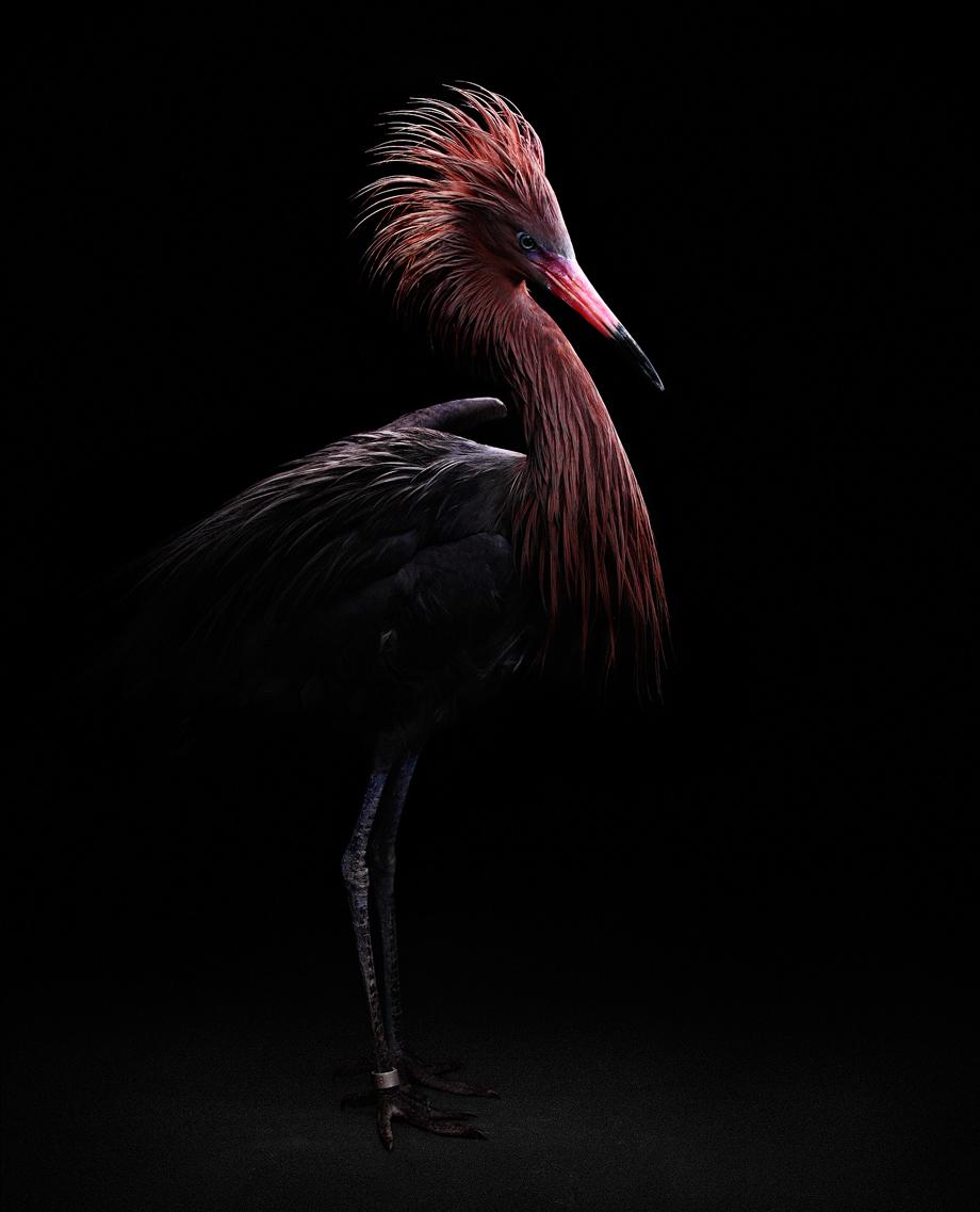 Birds Photographed Like Human Models | Let the World Know
