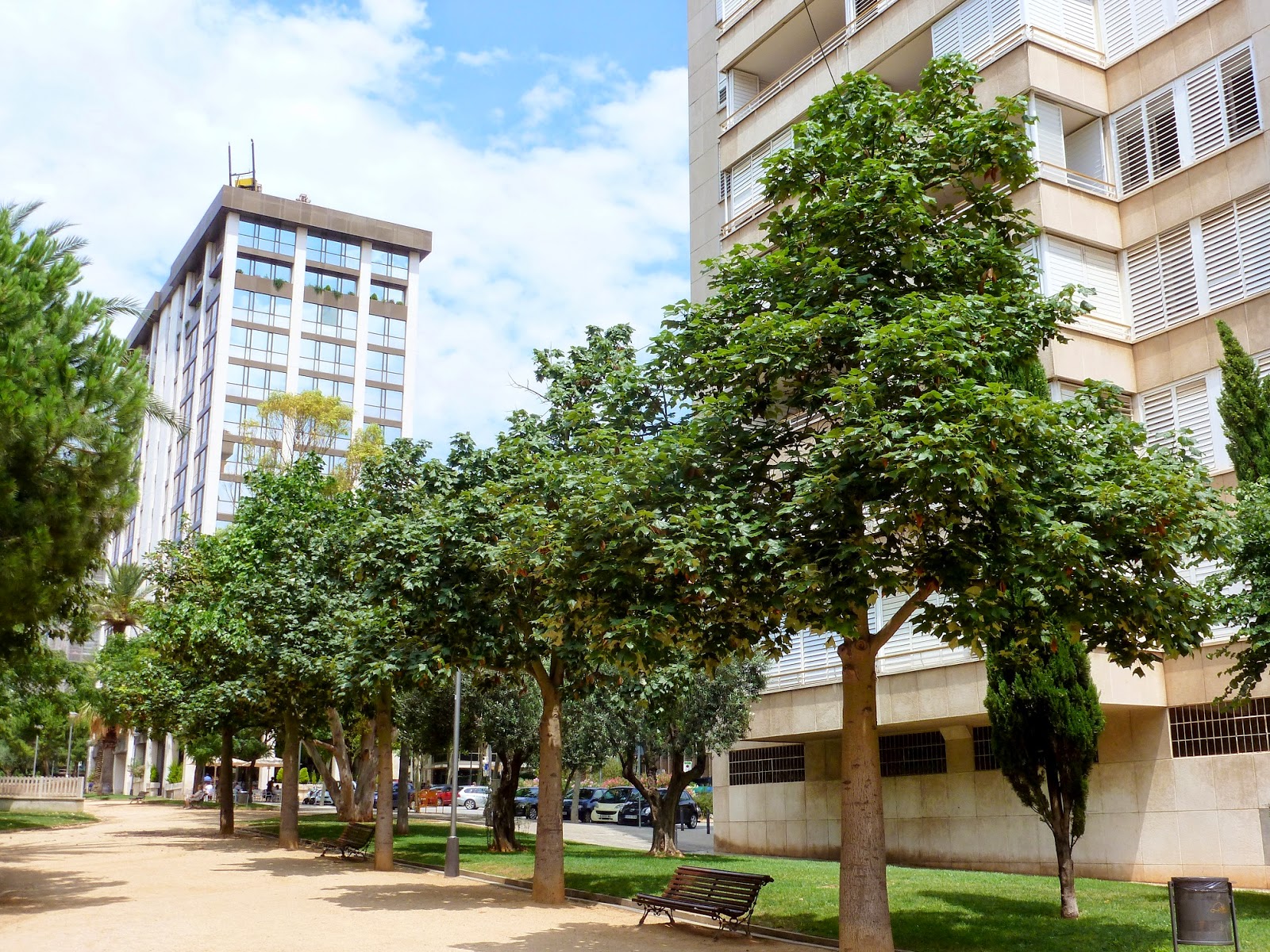 Árboles con alma: Arbol botella rosa (Brachychiton discolor)