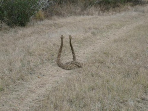 CREEPY CRAWLERS: TEXAS RATTLESNAKES ~ THEY GROW 'EM BIG IN TEXAS