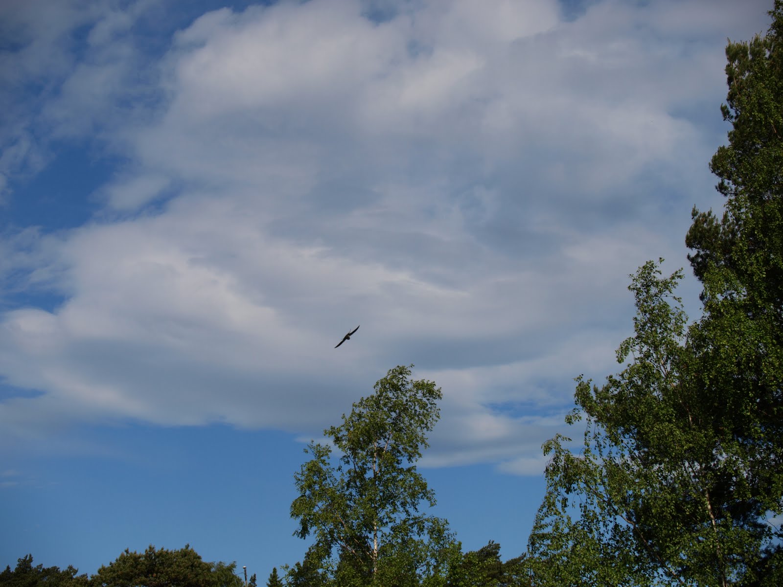 Vilt og vakkert: En svale gjør ingen sommer,