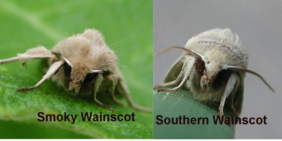 Moth Identification: Southern Wainscot