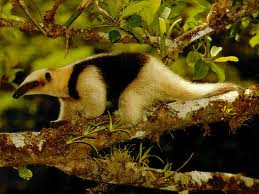 Argentina nativa: Oso melero (Tamandua tetradactyla)*