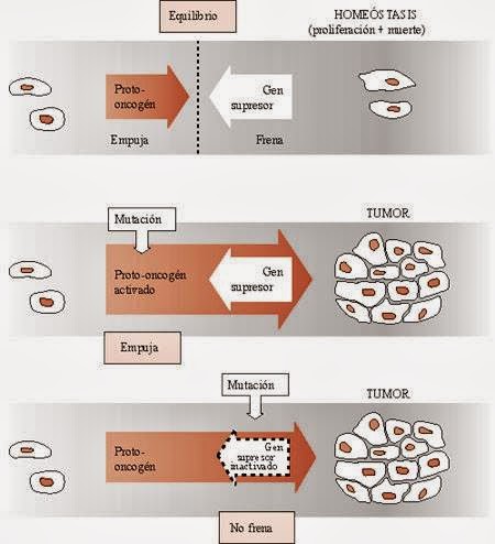 NEOPLASIAS: MECANISMOS DE LOS PROTOONCOGENES, ONCOGENES y GENES SUPRESORES