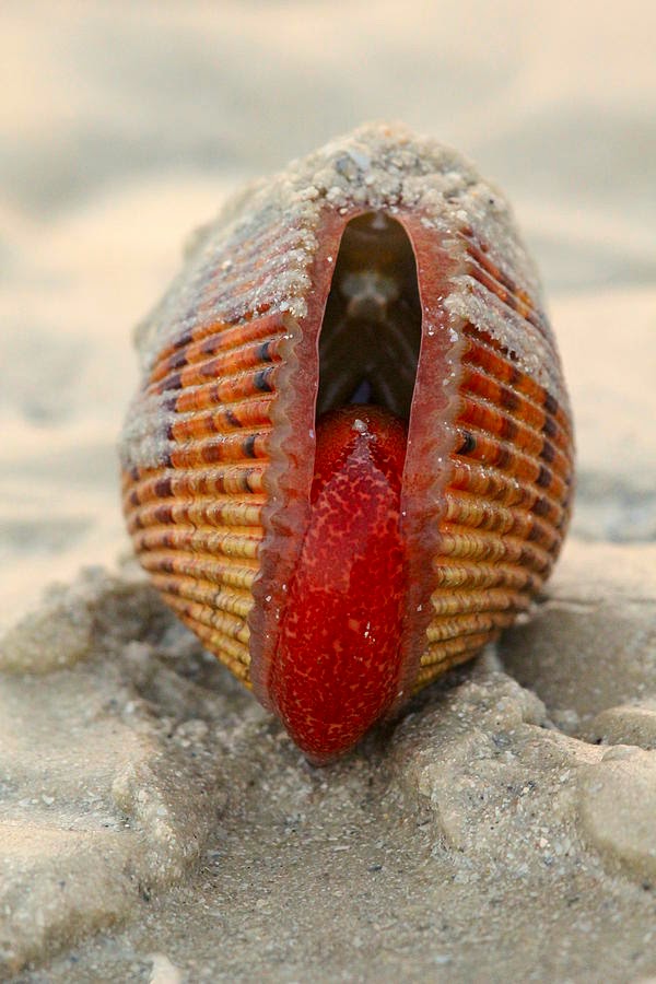 Viva La Ghash!: Sex Symbols: An Introduction to Phallic & Yonic Dream ...