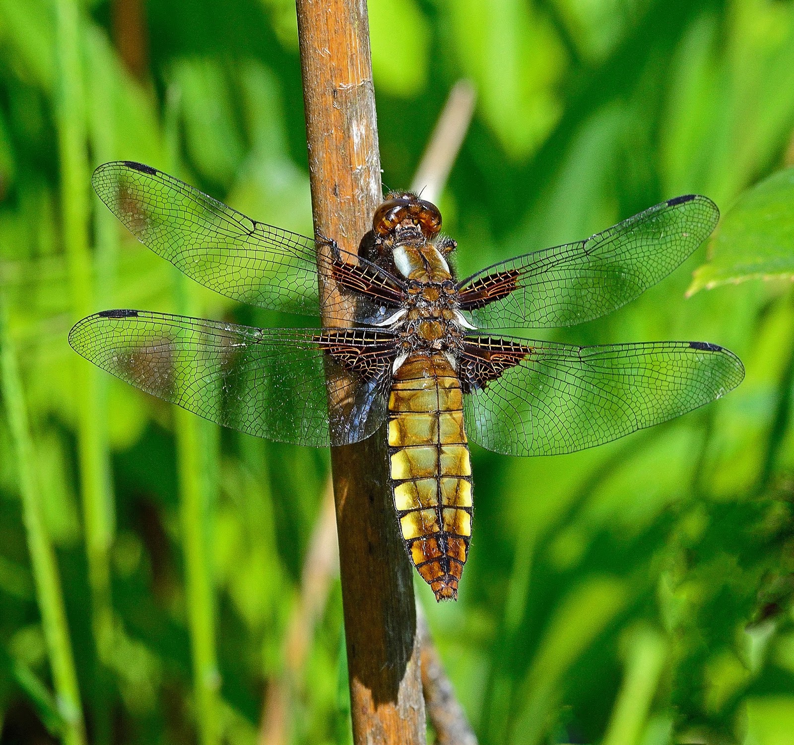 Isle of Wight Dragons: First Dragonfly of the Season.