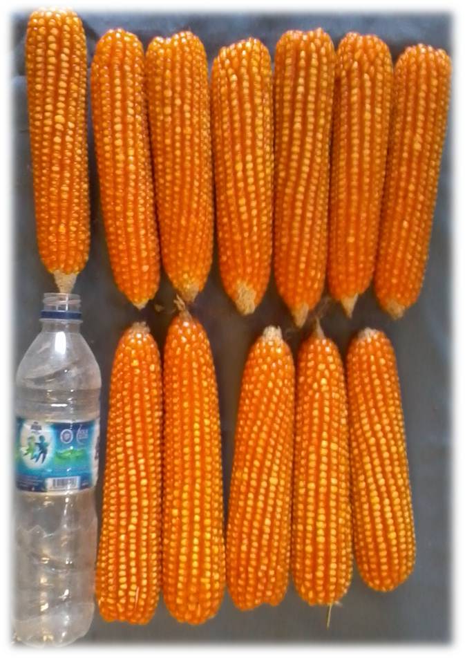 S A M U D R A J A G U N G: 1 (one) bushel of corn provides