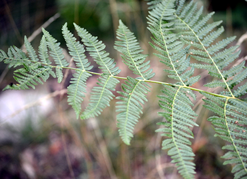 EN EL MONCAYO: Helecho común (Pteridium aquilinum)