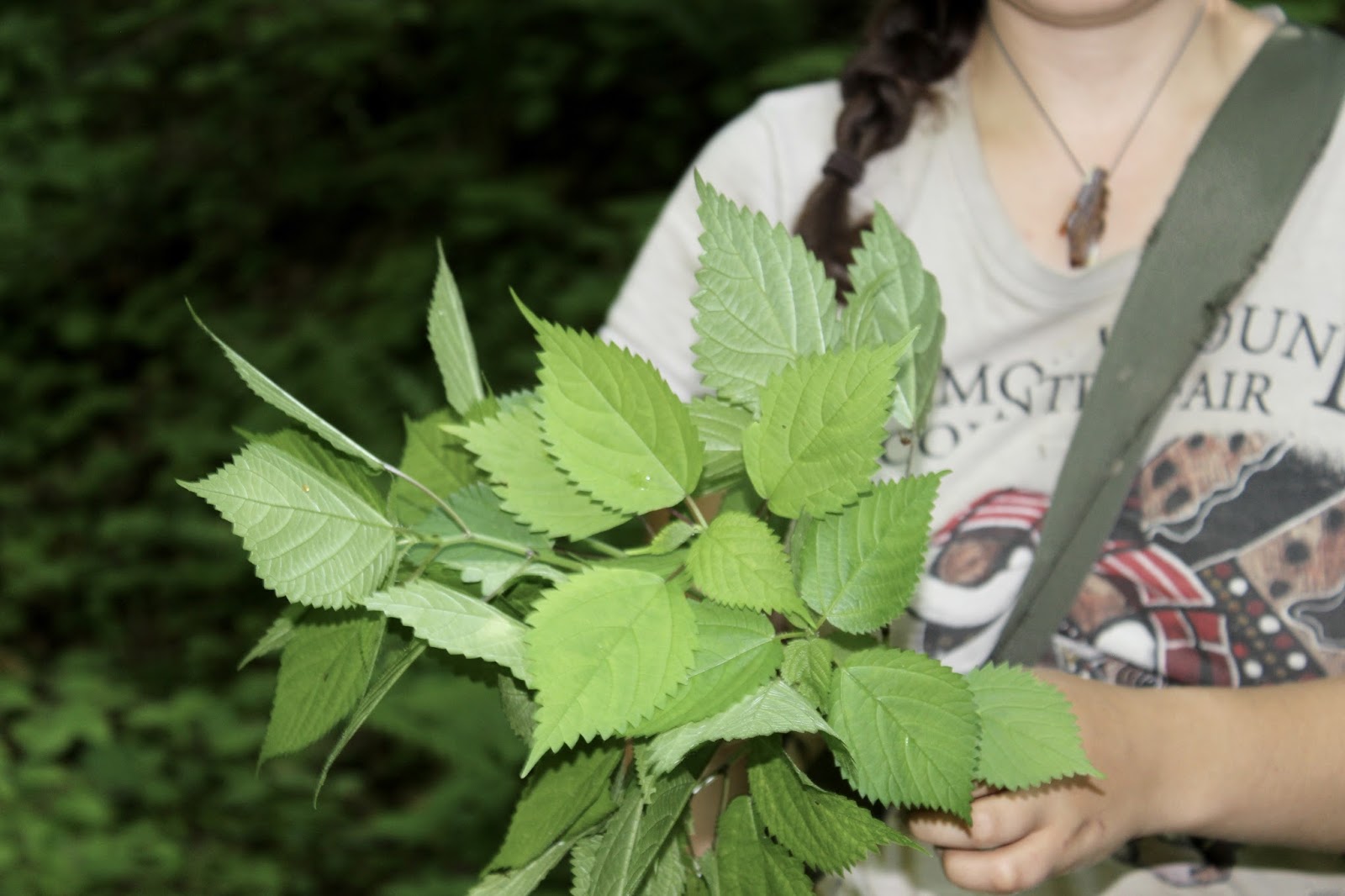 Foraging for Nettles