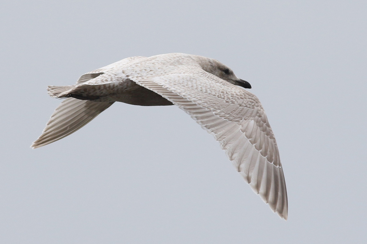 The end of the gulling season?