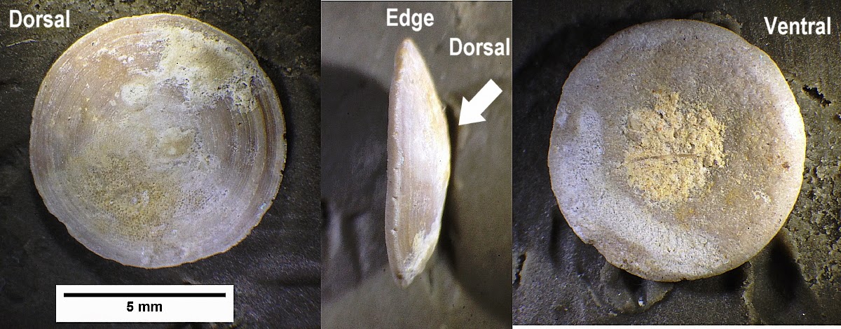 Fossils and Other Living Things: "That's Huge!" ~ Exploring the Glen ...
