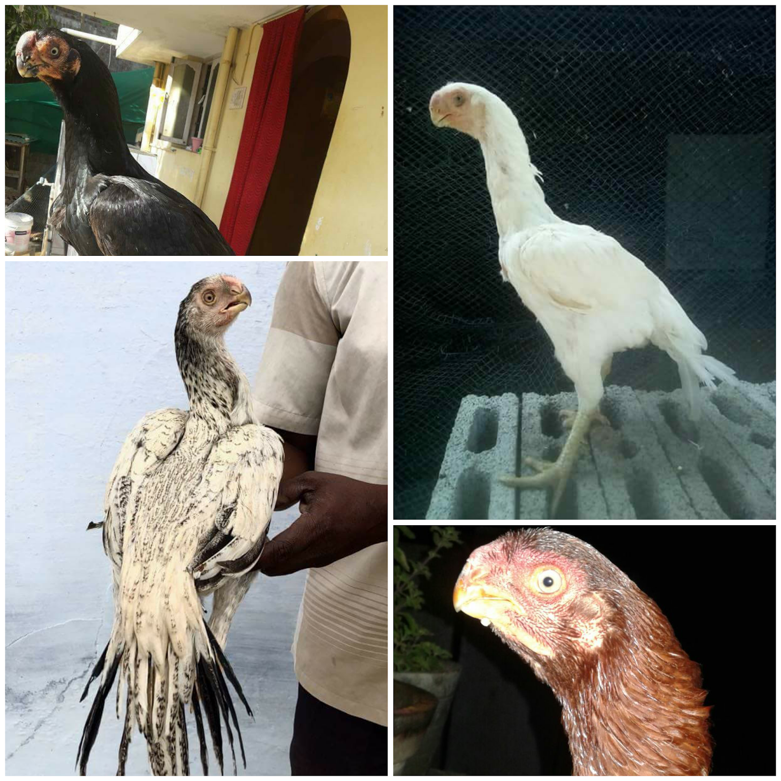 தமிழ்நாட்டின் சேவல் சண்டை, அதன் வகைகள் Tamil nadu seval sandai and it's ...