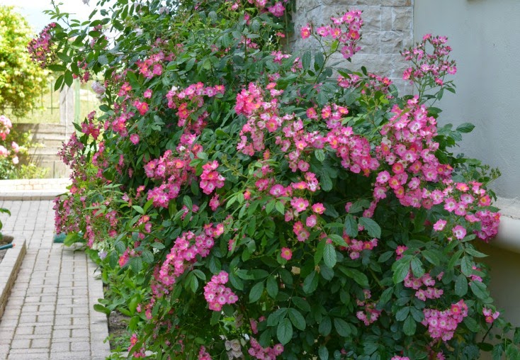 Jurnal de gradina: 06.2013