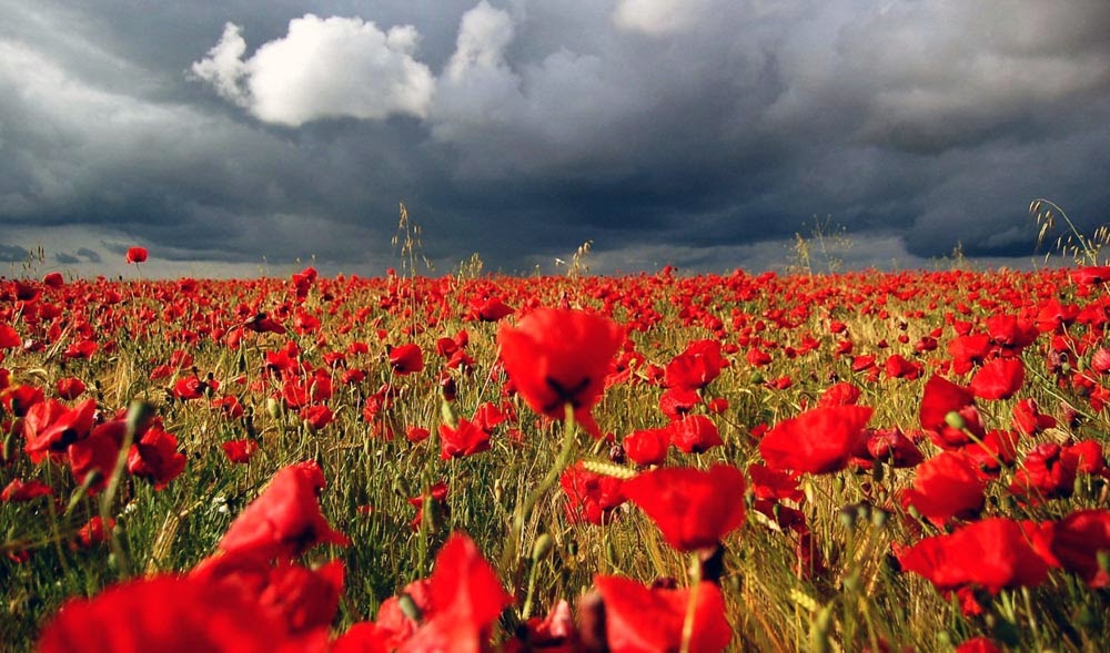 Seeds of Love: In Flanders Fields, the poppies blow