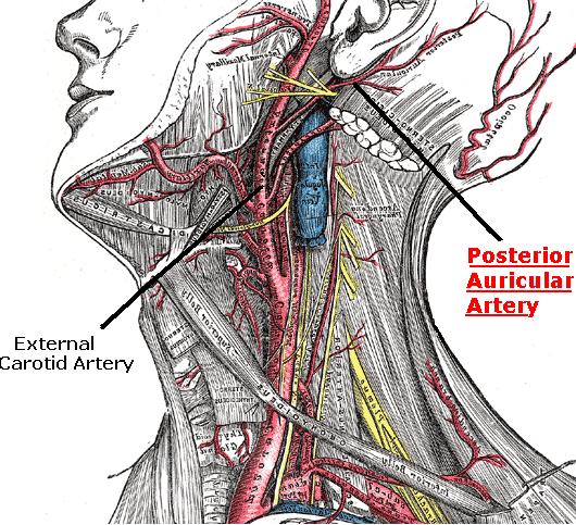 Posterior Auricular Vein POSTERIOR AURICULAR ARTERY Stock Photos And