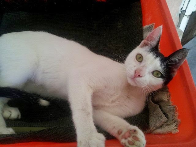 Adoptándonos: Flequillo, bonito gatito blanco con flequillo negro en ...