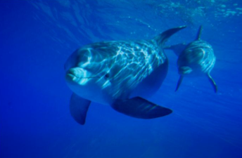 Salvemos a los Delfines: El Nacimiento de un Delfín