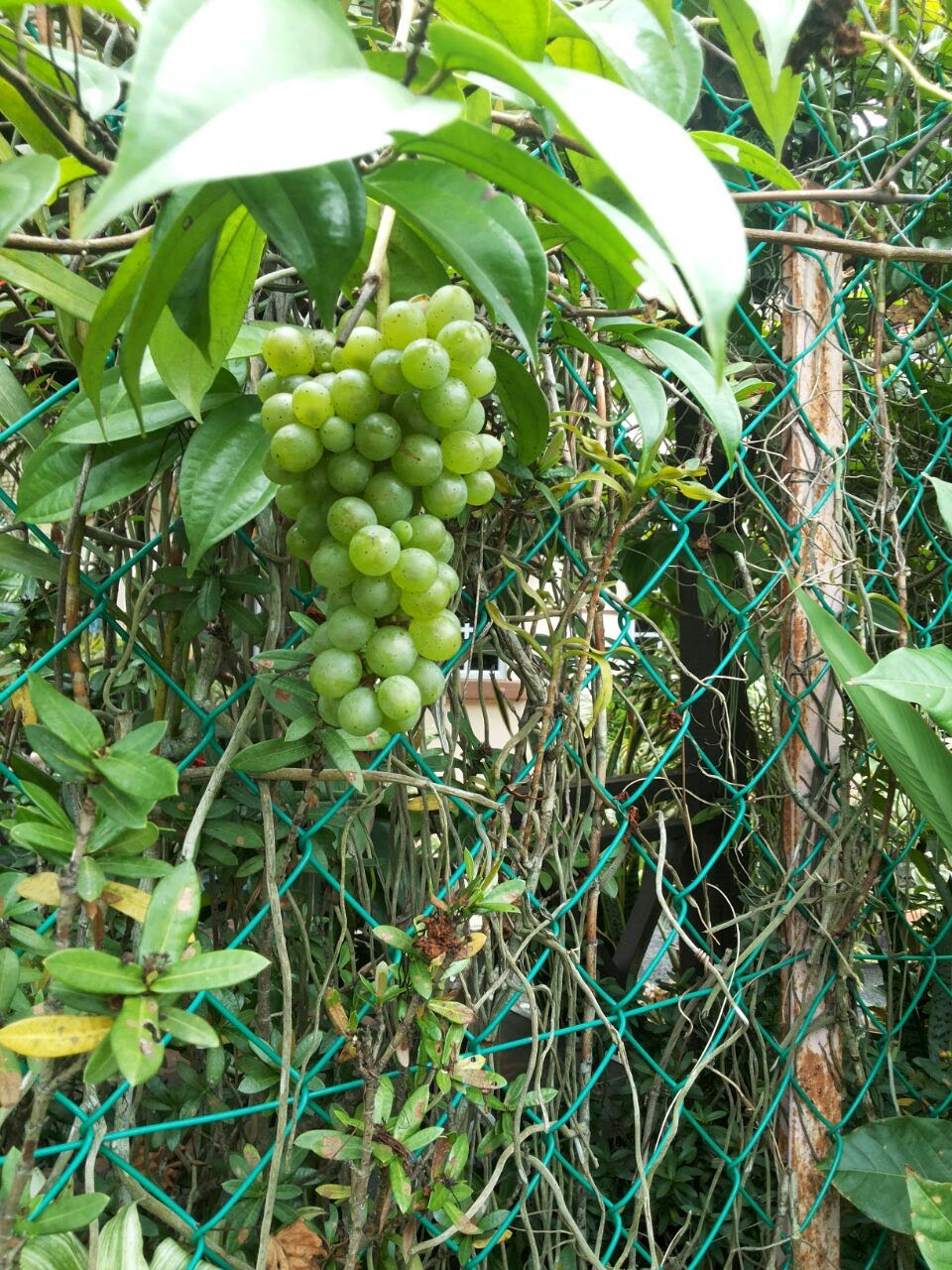 diari kebun~@na: Hasil kebun laman rumah