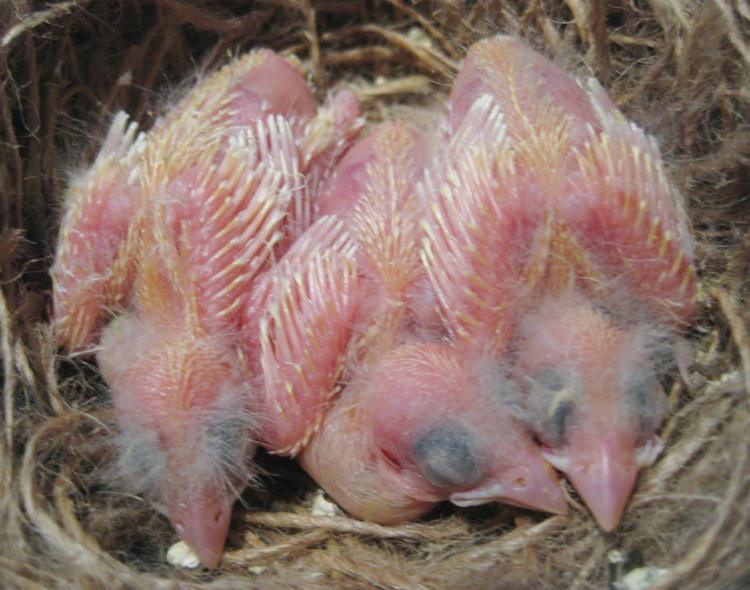 global bird farm: kenari