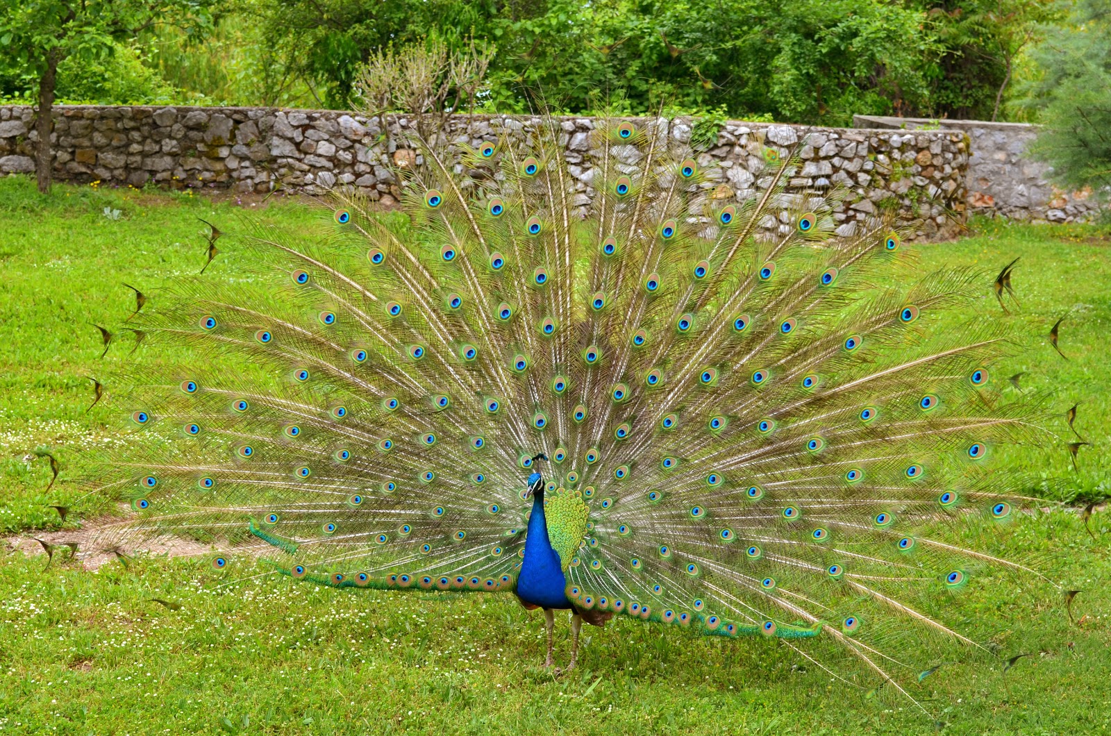 Peacock Bird - symbol of resurrection, renewal and immortality ...