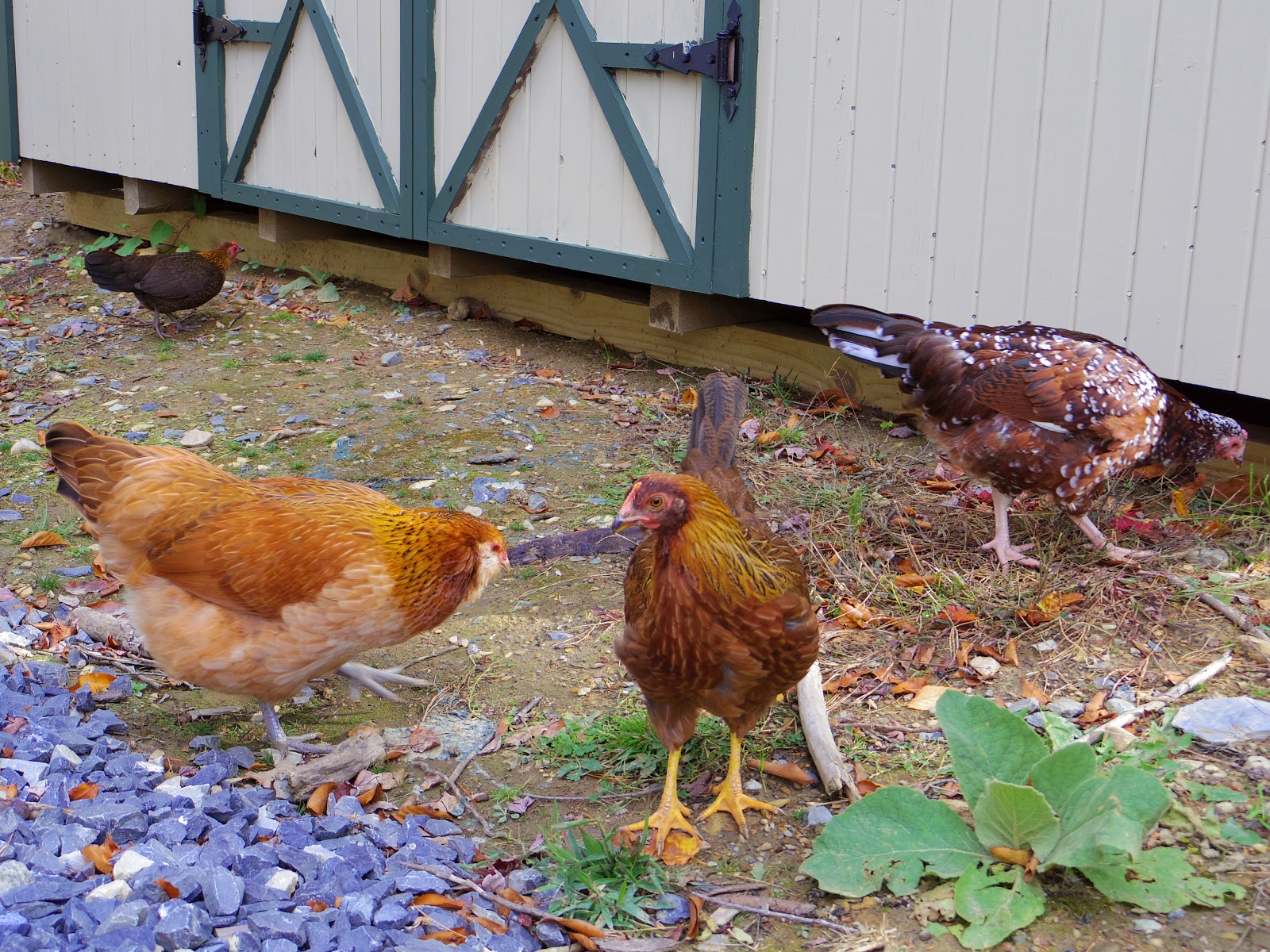 A Flock Blog - Backyard Chicken Blog for Kids!: 2014