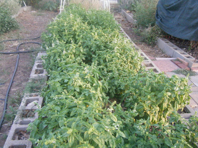 Windy Acres Diary: Overgrown Basil