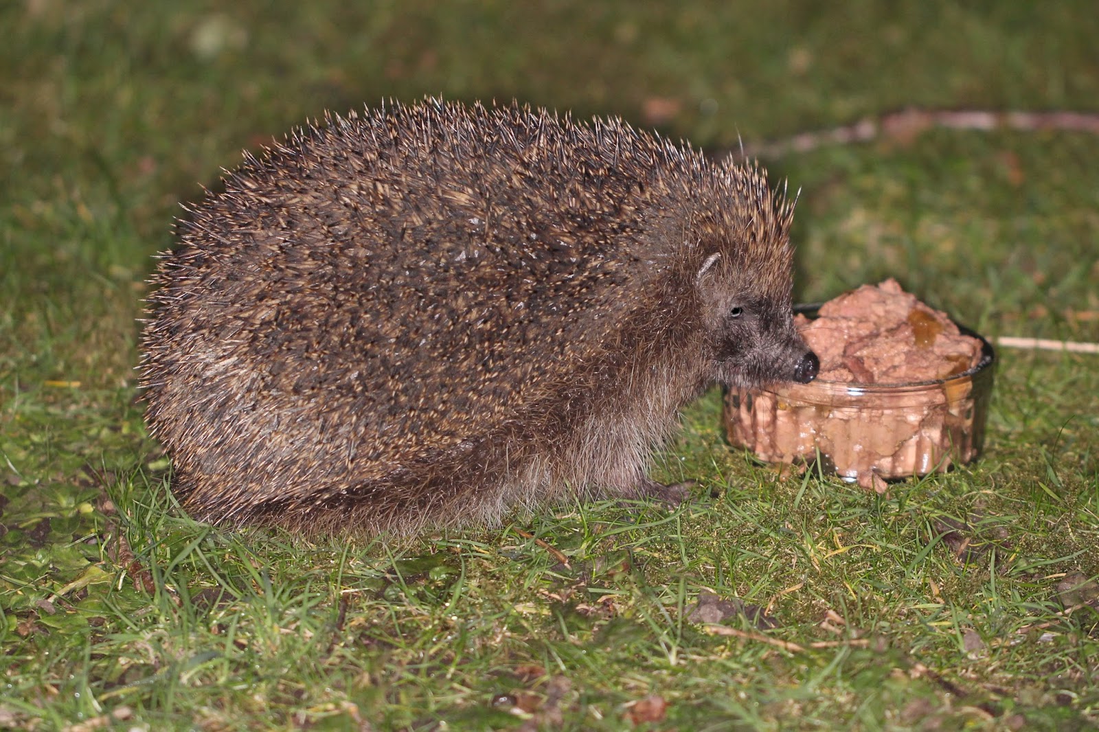 TrogTrogBlog: The Hedgehog and the Fox