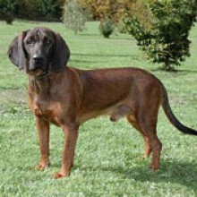 Perro Rastreador de Hannover | Perros callejeros