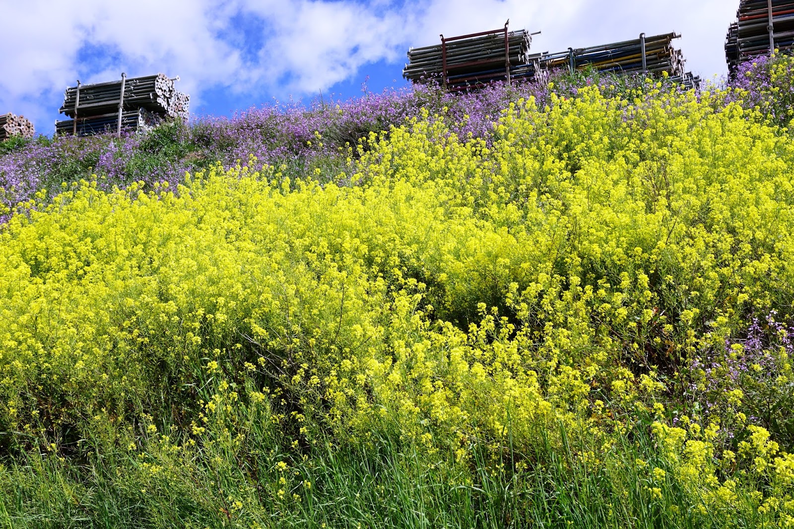 Plantas de Huerta Otea, Salamanca: Jaramago, jamargo, mostaza silvestre ...
