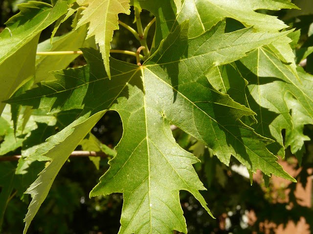 Á R B O L E S (T R E E S) y P A L M E R A S (P A L M S): Acer ...